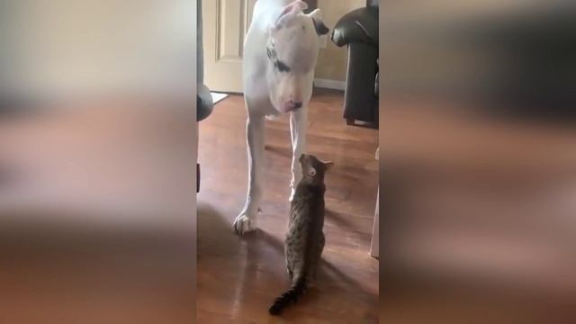 Самые смешные животные / Приколы с котами и собаками(# 70)#Shorts