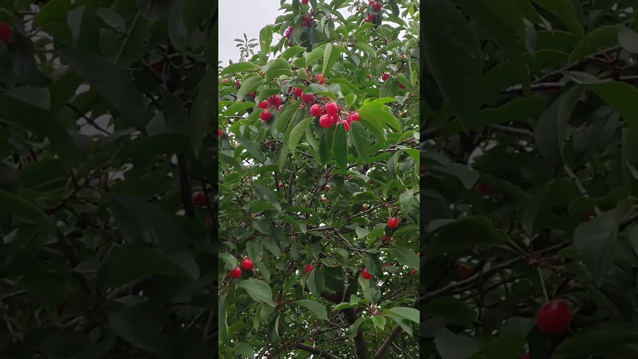 Черешня поспела! Ранняяягода