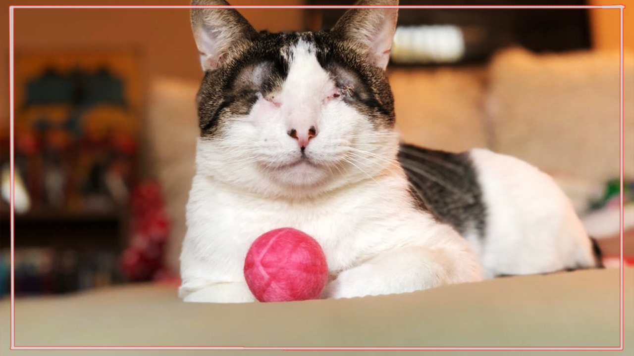 Кот со странными мутными глазами бродил по городу… И однажды он добрёл до счастья!