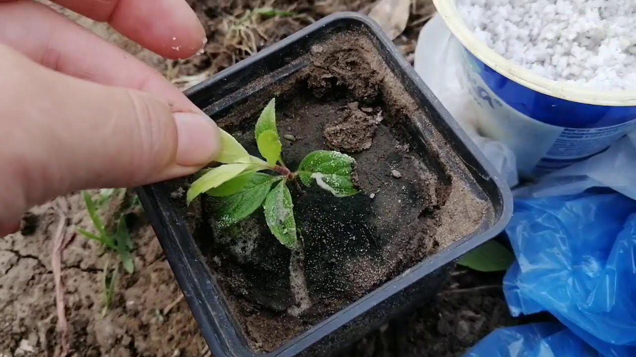 Мой опыт черенкования ГОРТЕНЗИИ.