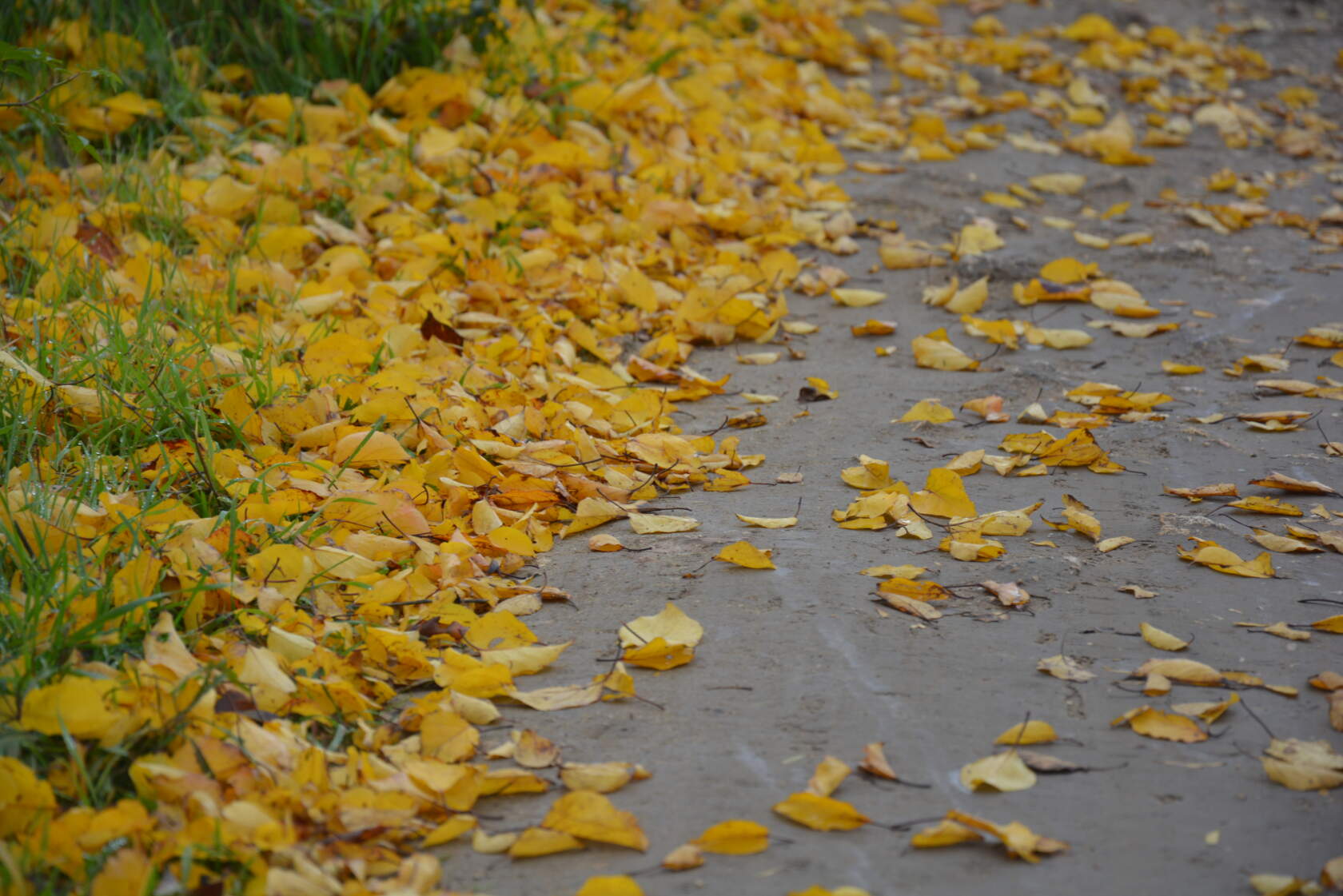 Осень плакала дождём