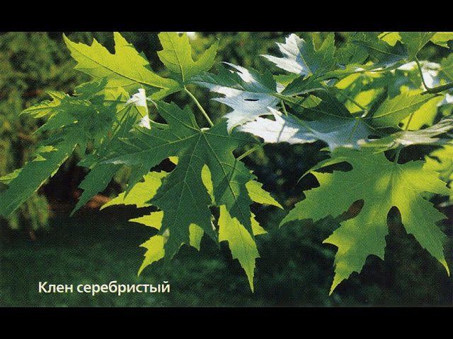 Простой клен превращаем в Канадский сахарный