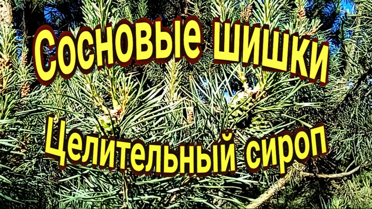 Сосновые шишки. Целительный сироп.