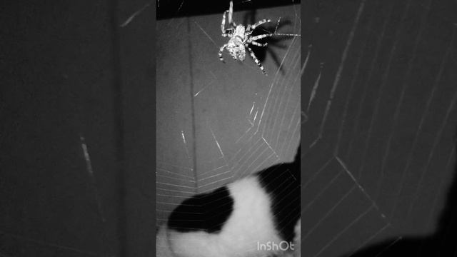 Мудрый совет от паука крестовика