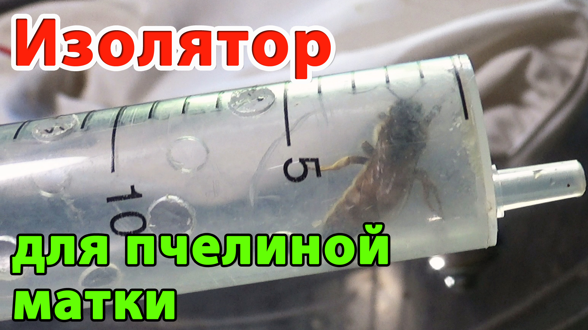 Поймал матку при выходе роя. Изолятор пчелиной матки из медицинского шприца