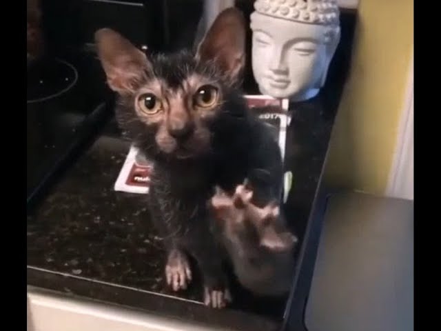 Только пыль столбом