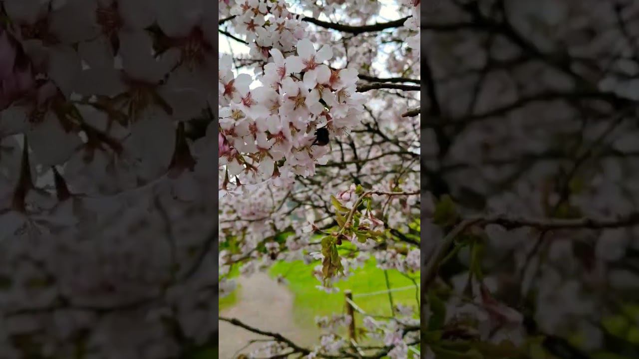 шмели на сакуре