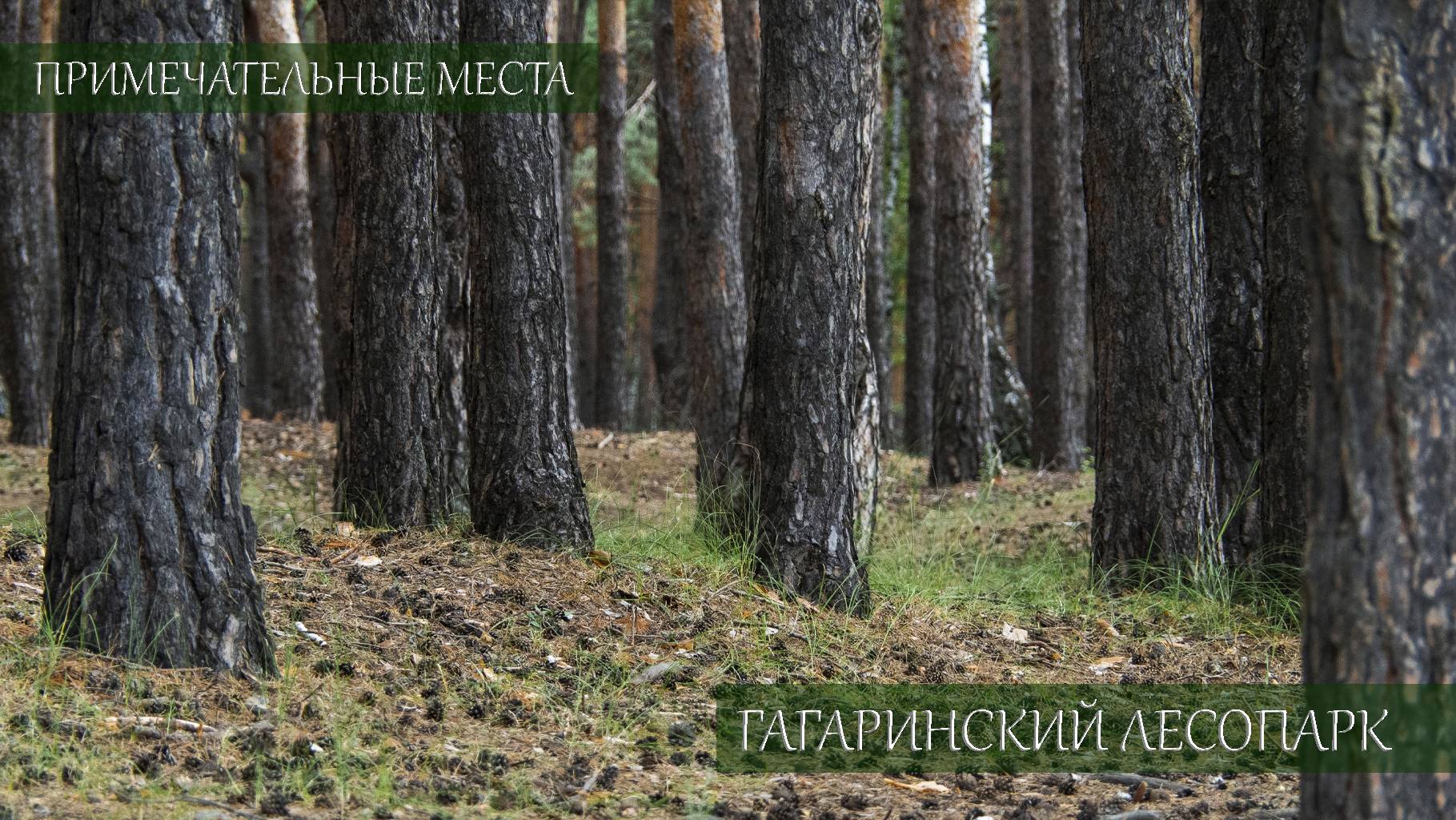 Примечательные места. Гагаринский лесопарк в Тюмени