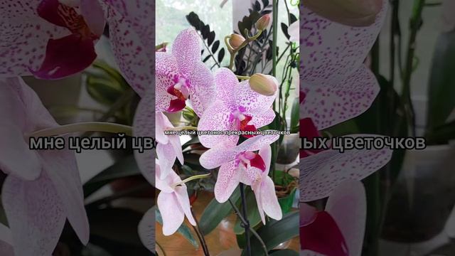 Я и Гётеборг поздравляем с Пасхой💐 #цветы #растения #орхидеи #фаленопсис #цветениеорхидей #shorts