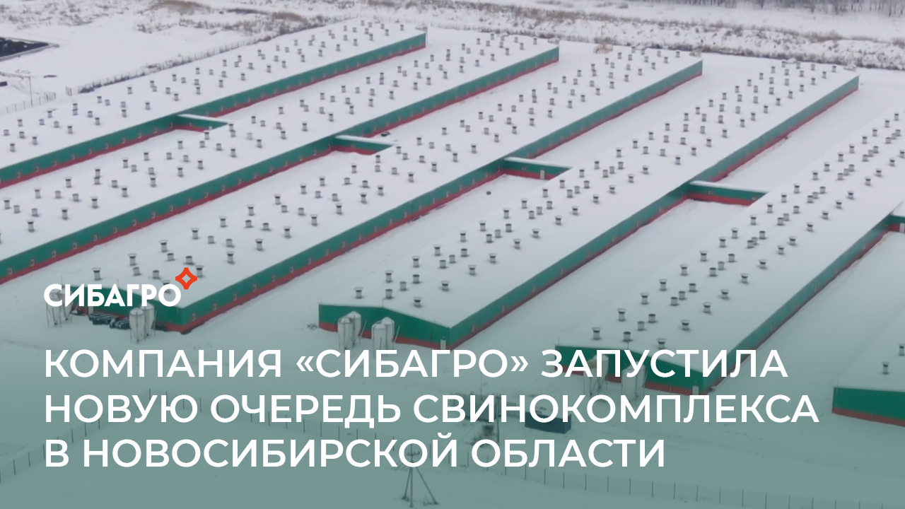 Компания "Сибагро" запустила новую очередь свинокомплекса в Новосибирской области