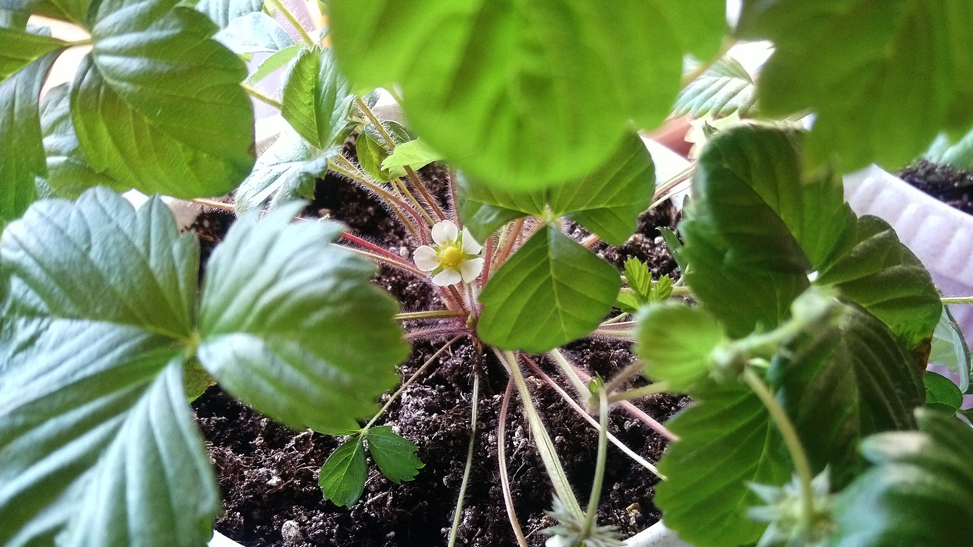 Добро пожаловать в мой огород ...