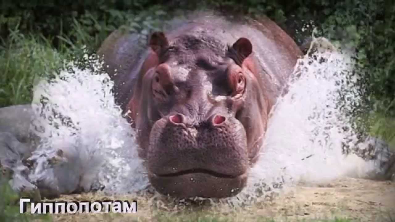 Самые опасные животные в мире