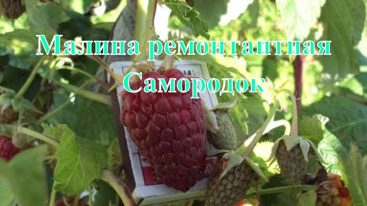 Малина ремонтантная Самородок