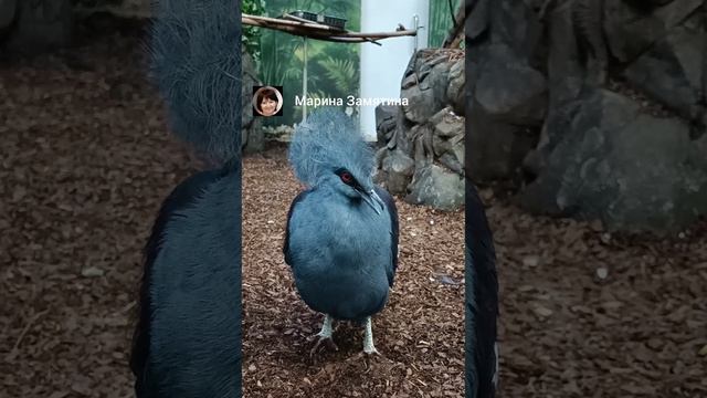 В Московском зоопарке.