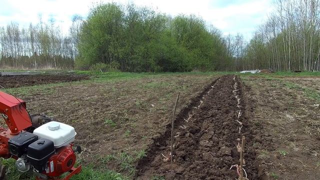 Мотоблок мтз Беларус  пашет САМ и работа  стала в удовольствие!