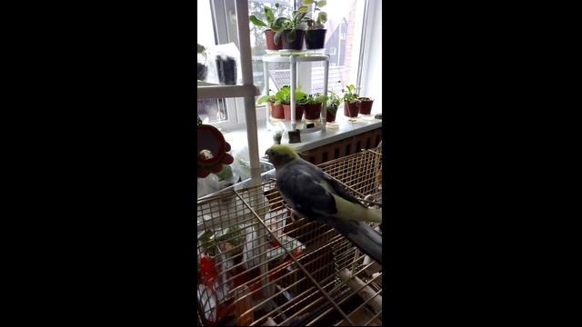 Попугай Ляля дерется с зеркалом