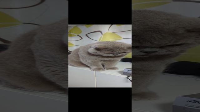 Ром, ты чего вкусняшки не ешь??