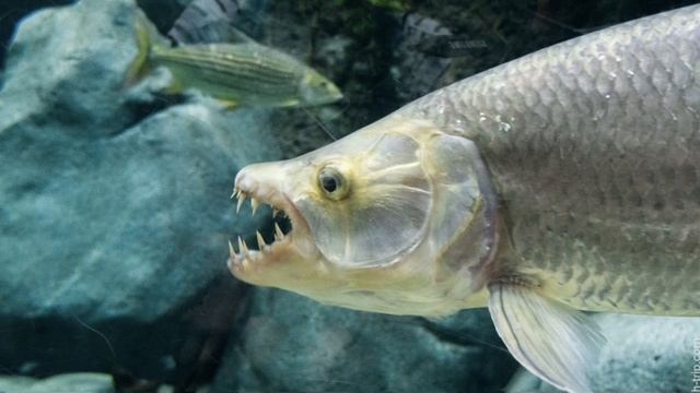 #Тигровая #рыба #галиаф-#монстр #среди #рыб #shorts