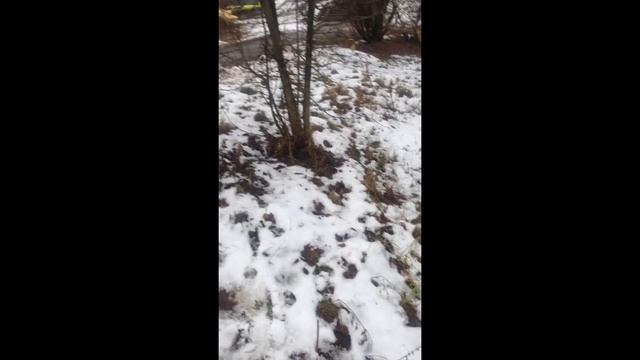 Любитель пива золотая бочка , кто ты ? #142