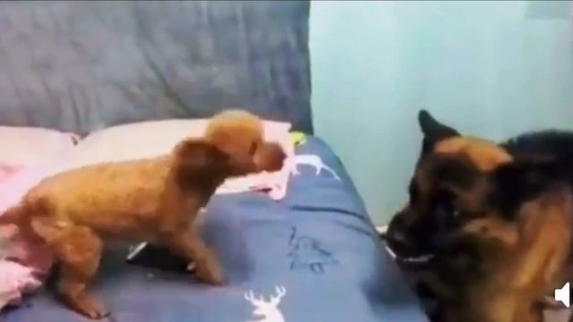 А меня за шо?