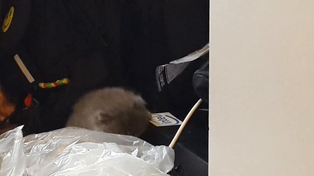 Мой кот ALF 1 первый день. Ему тут еще 1-1,5 месяца.