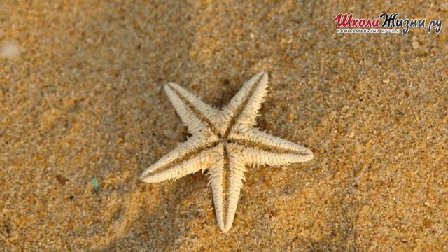 Звёздный вопрос: Кто в море живет, а плавать не умеет?