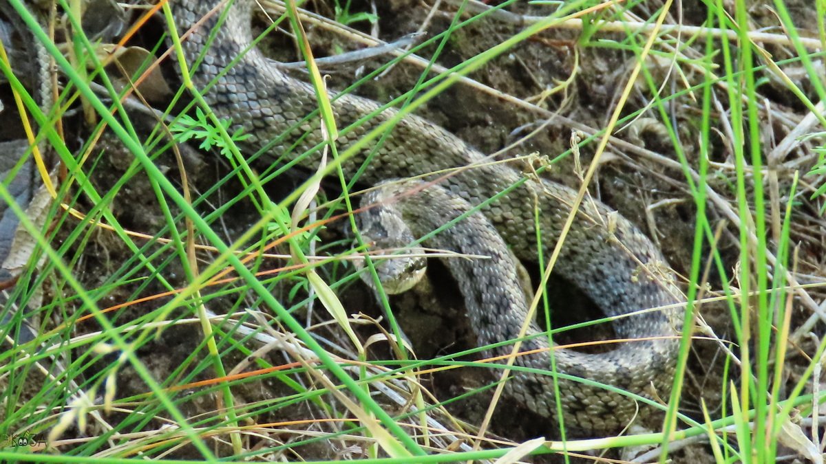 Щурки, горлицы и гадюка степная