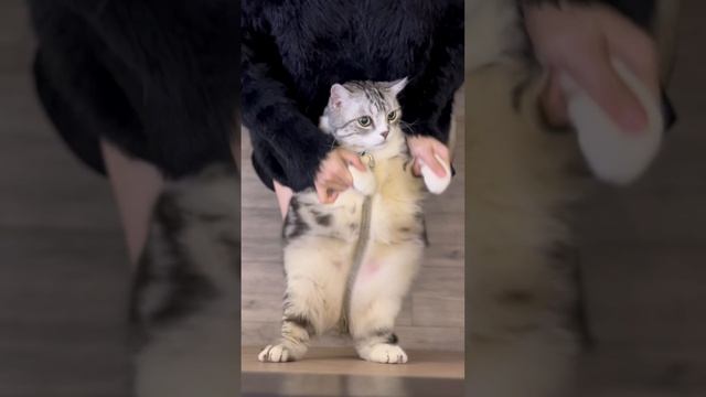 Котёнок 2023, танцы, часть № 1❤️, #shorts