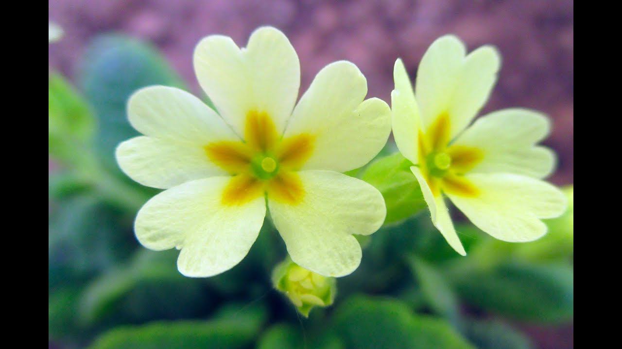 Мой сад 2021г