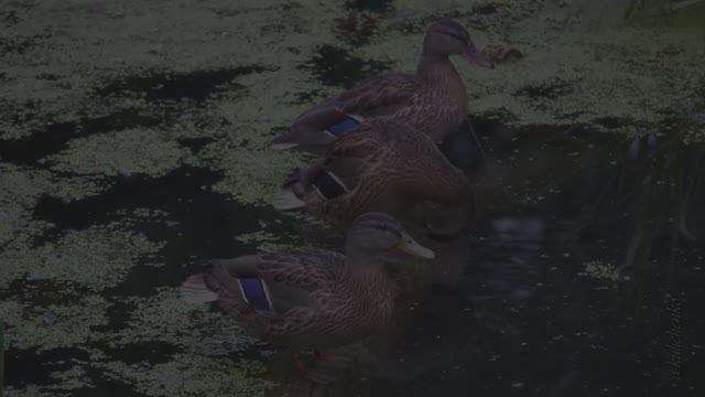 БОБР И УТКИ