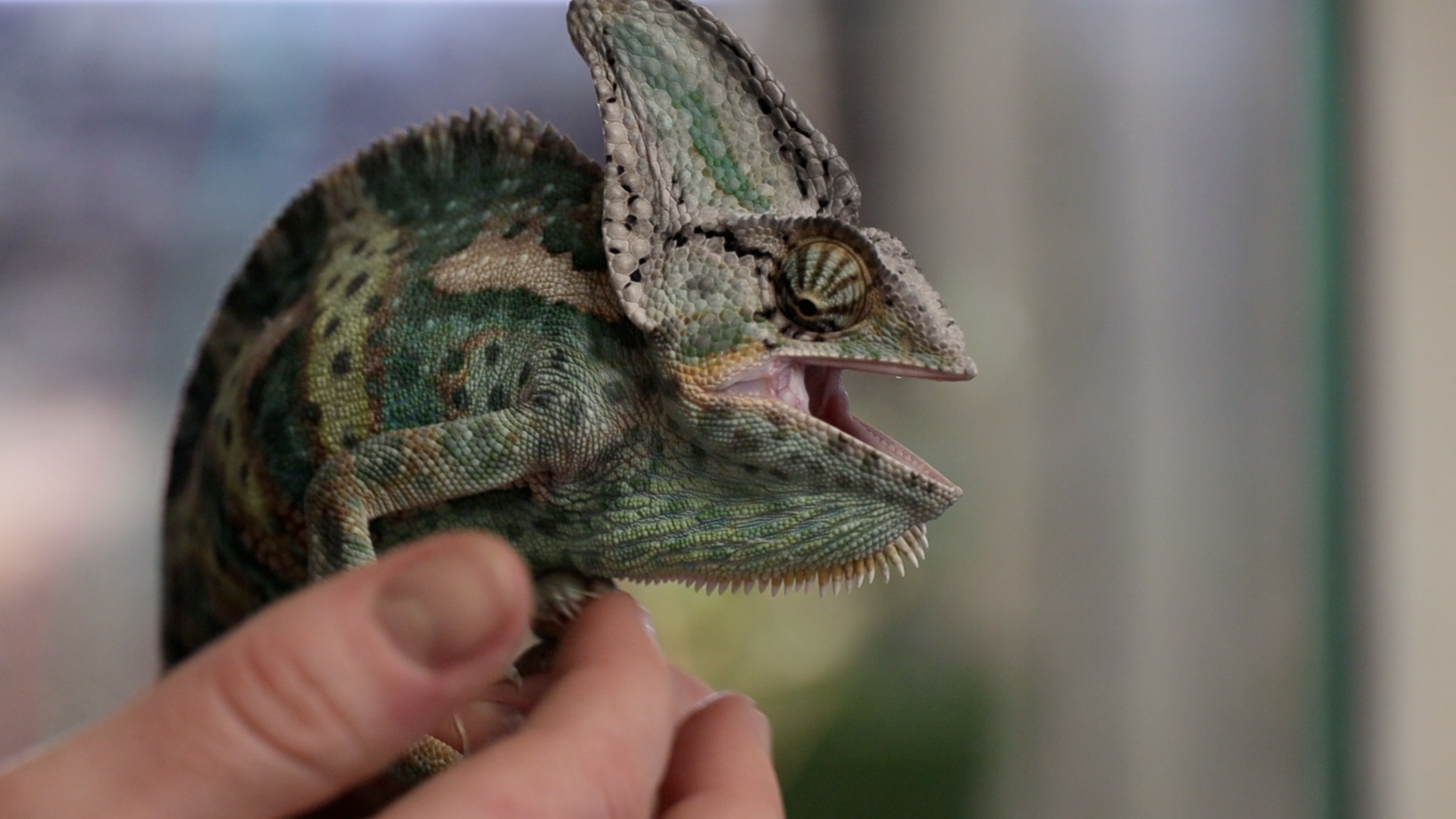 Усы. Лапы. Хвост. Зимой и летом разным цветом.