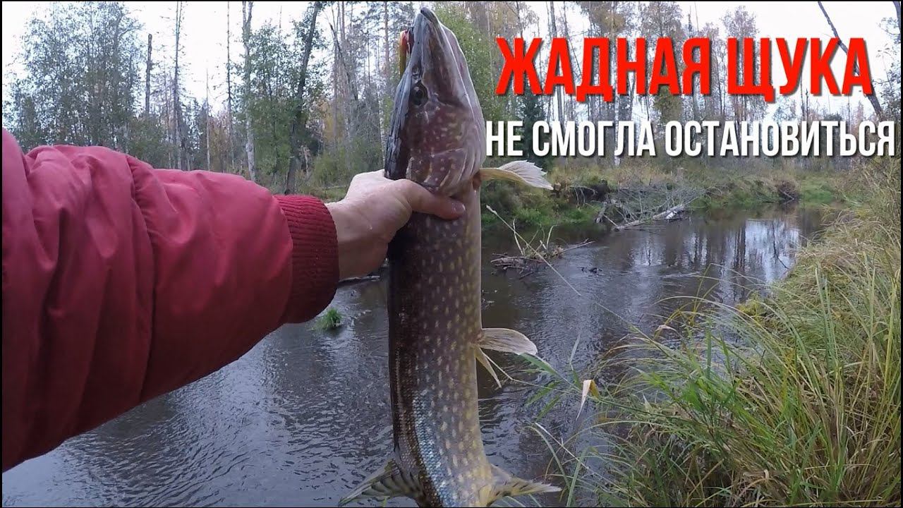 Голодная ЩУКА атакует раз за разом | Осенний жор ЩУКИ | Рыбалка на спиннинг