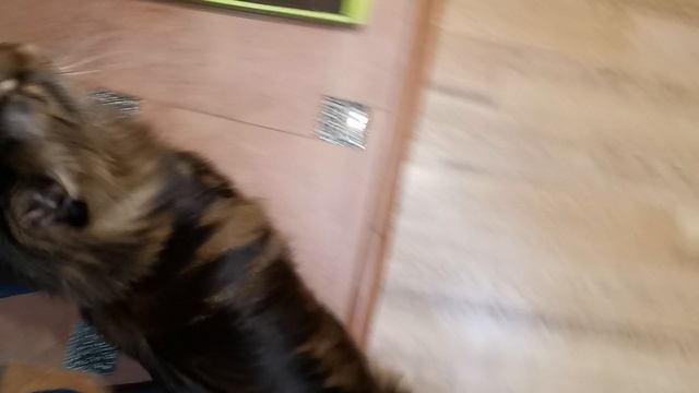 Тестируем свежую когтеточку