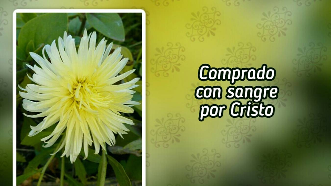 Himnario adventista 296 Comprado con sangre por Cristo (-)