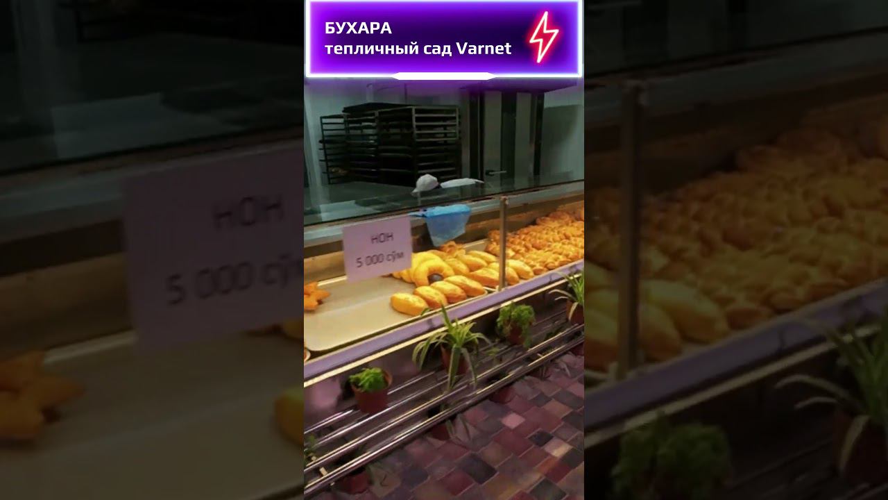 Зимний сад Бухара Варнет #shorts #short #shortvideo #shortsvideo #uzbekistan #узбекистан #бухара