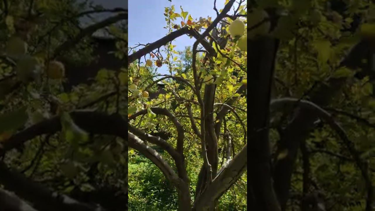 Яблоня не выдержала урожая 2022 г.