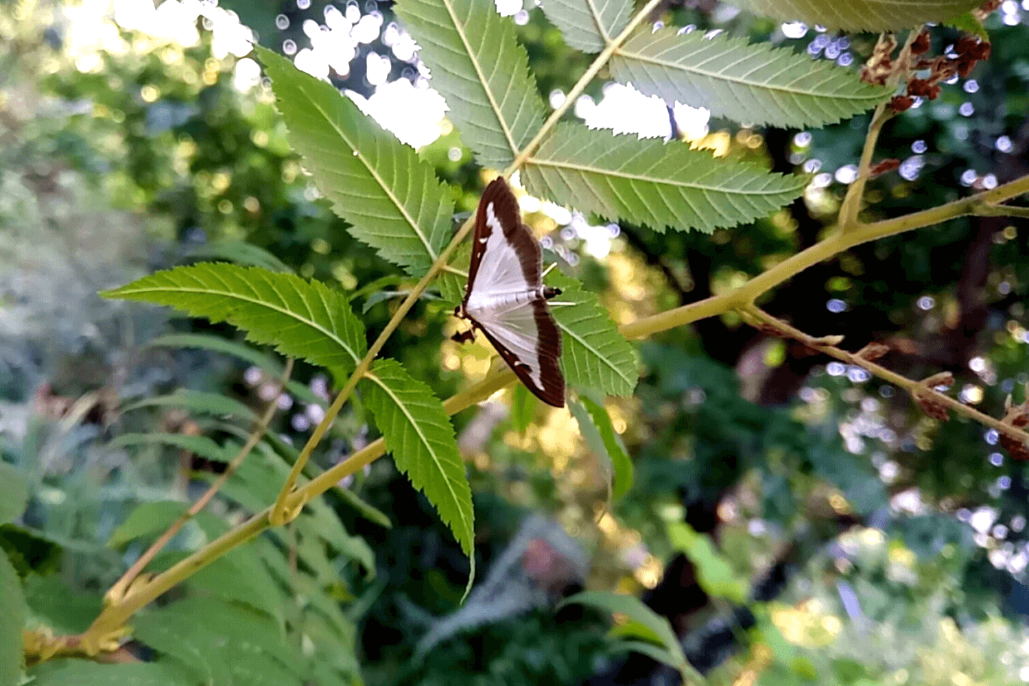 Самшитовая огневка. Как выглядит бабочка этого опасного вредителя?