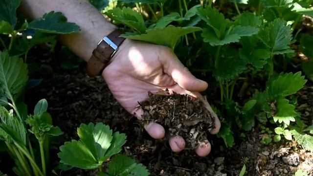 Что нужно сделать с плантацией клубники по весне, чтобы собрать максимум урожая