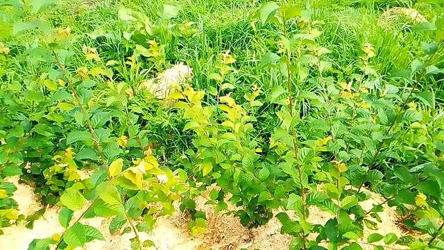 Карликовый подвой для абрикоса. сливы и персика ВВА 1 трудности размножения