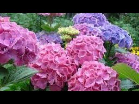 Как ускорить рост побегов у Гортензий. Мой способ.