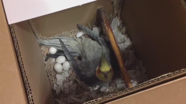 Вылупился ПЕРВЫЙ ПТЕНЕЦ попугая за 19 дней. Кормление птенца. РАЗВЕДЕНИЕ КОРЕЛЛ 1-й сезон