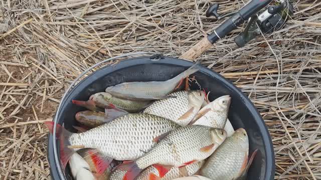 ВЕСЕННЯЯ РЫБАЛКА! СТОЛЬКО КРУПНОЙ КРАСНОПЕРКИ ЕЩЁ НЕ ЛОВИЛ👍👍