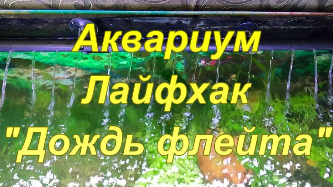 Аквариум - лайфхак. "Дождь флейта".