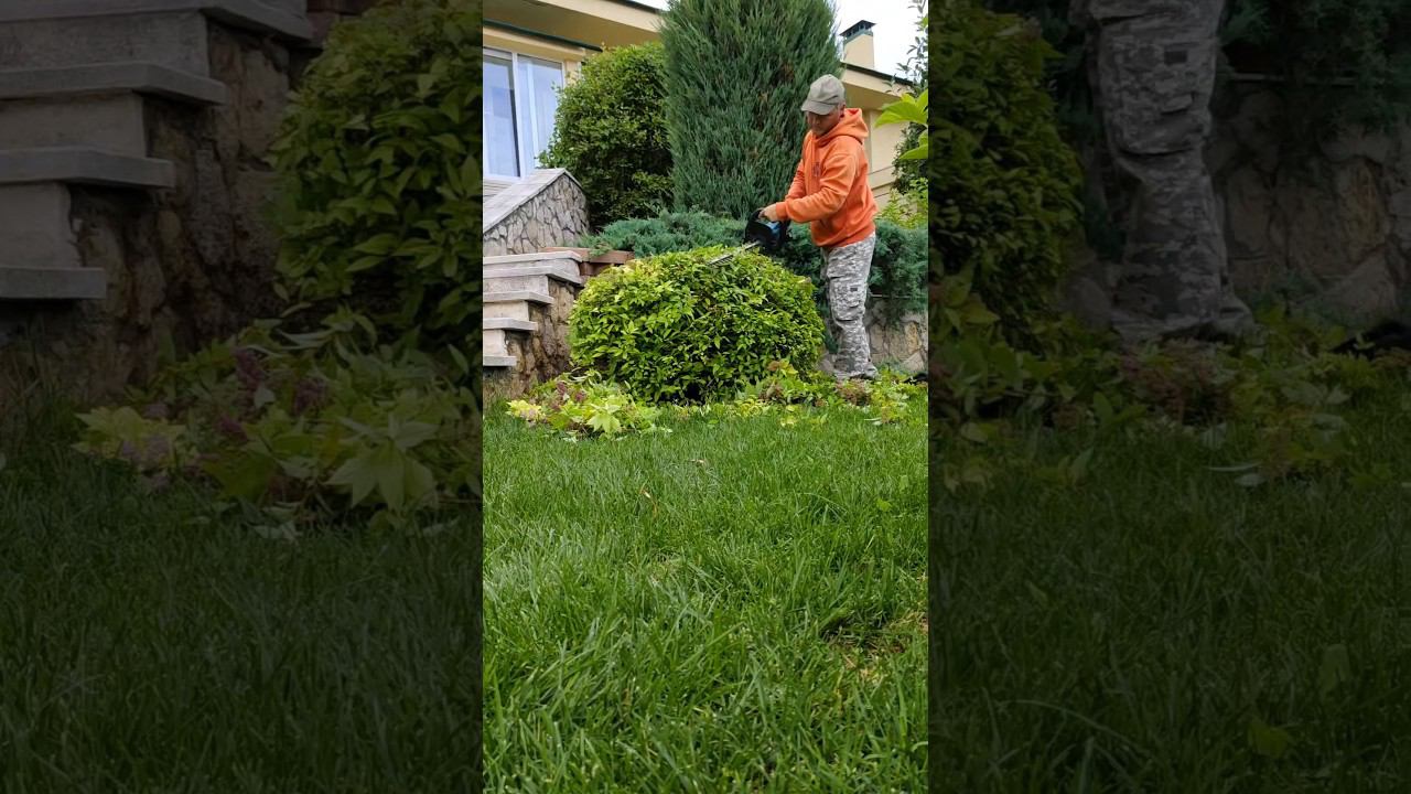 Офигенная плюшка из спиреи японской #ландшафт #садовник #дача #сад #цветы #garden #топиарий