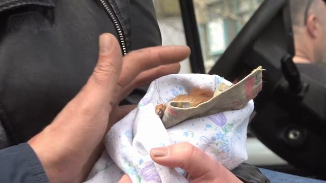 Нашли раненую белку