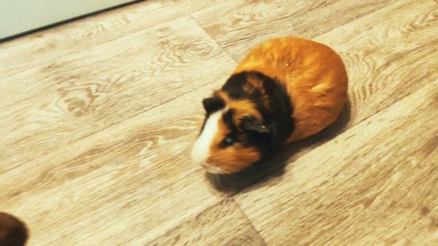 1 сезон 2 серия Танк и морская свинка и злой динозавр Тирекс