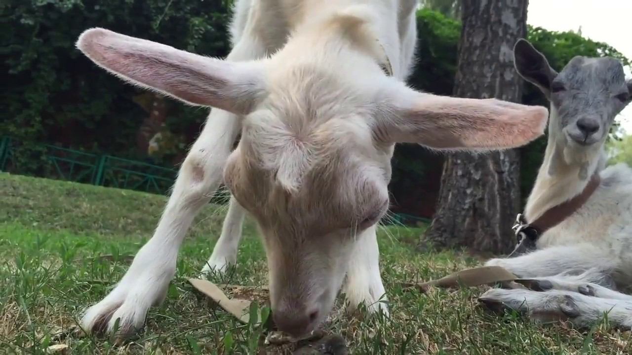 Сергей Зверев - Завтра я стану красивым | Видеоклип 1 отряд | 4 смена 2016