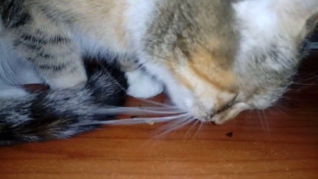 Тапулинка и семечки.mp4