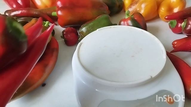 Мой  сладкий  болгарский перец в этом сезоне