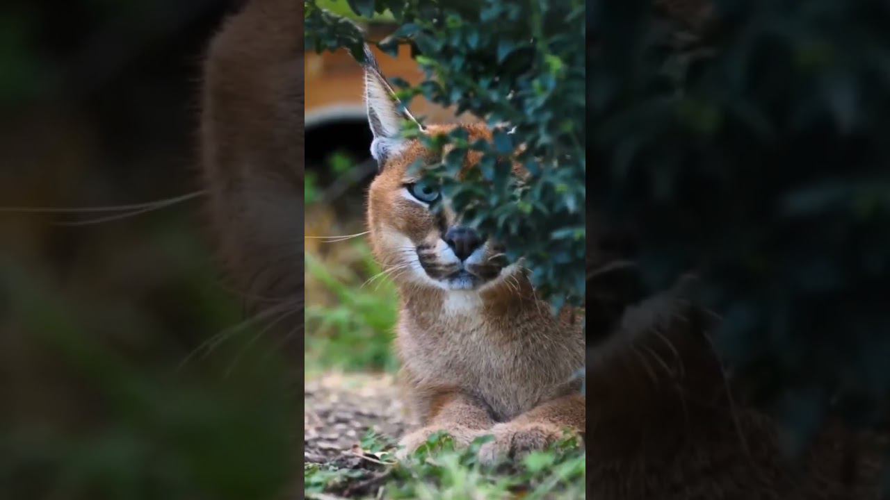 Каракал- большой и достаточно грозный кот, характер у него мягкий и покладистый.